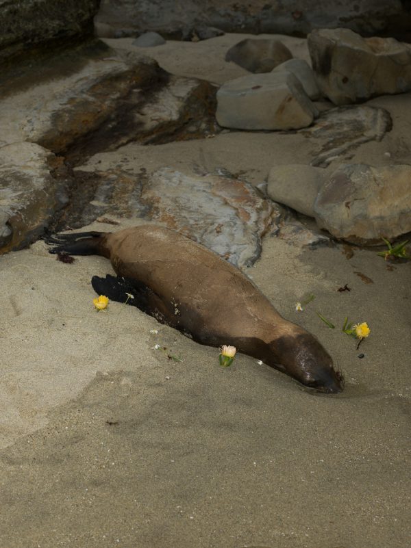 Christopher Valentine and man's destructive tendencies towards nature