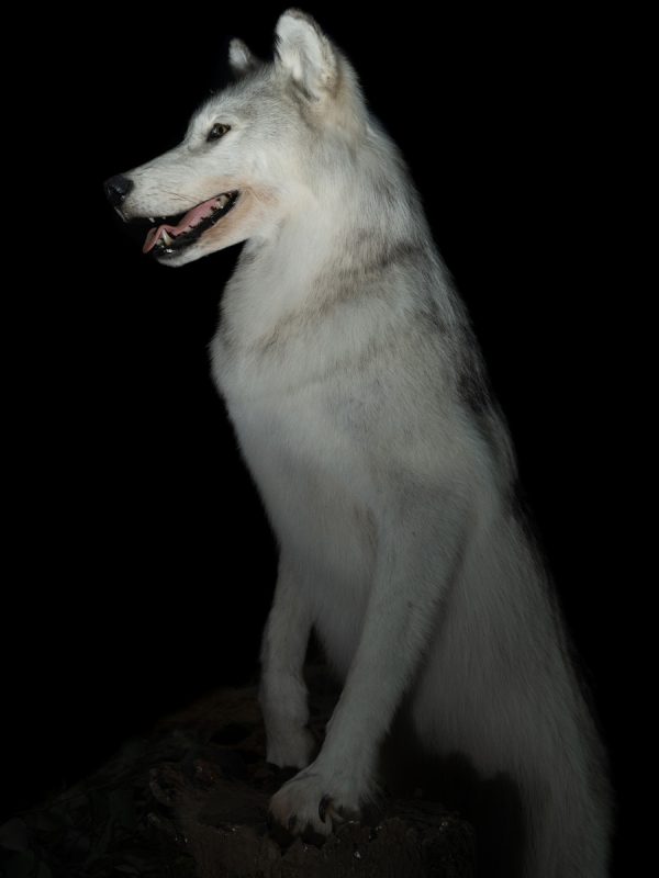 Christopher Valentine and man's destructive tendencies towards nature