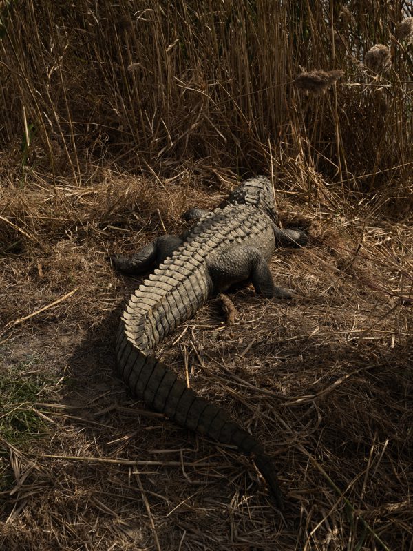 Christopher Valentine and man's destructive tendencies towards nature