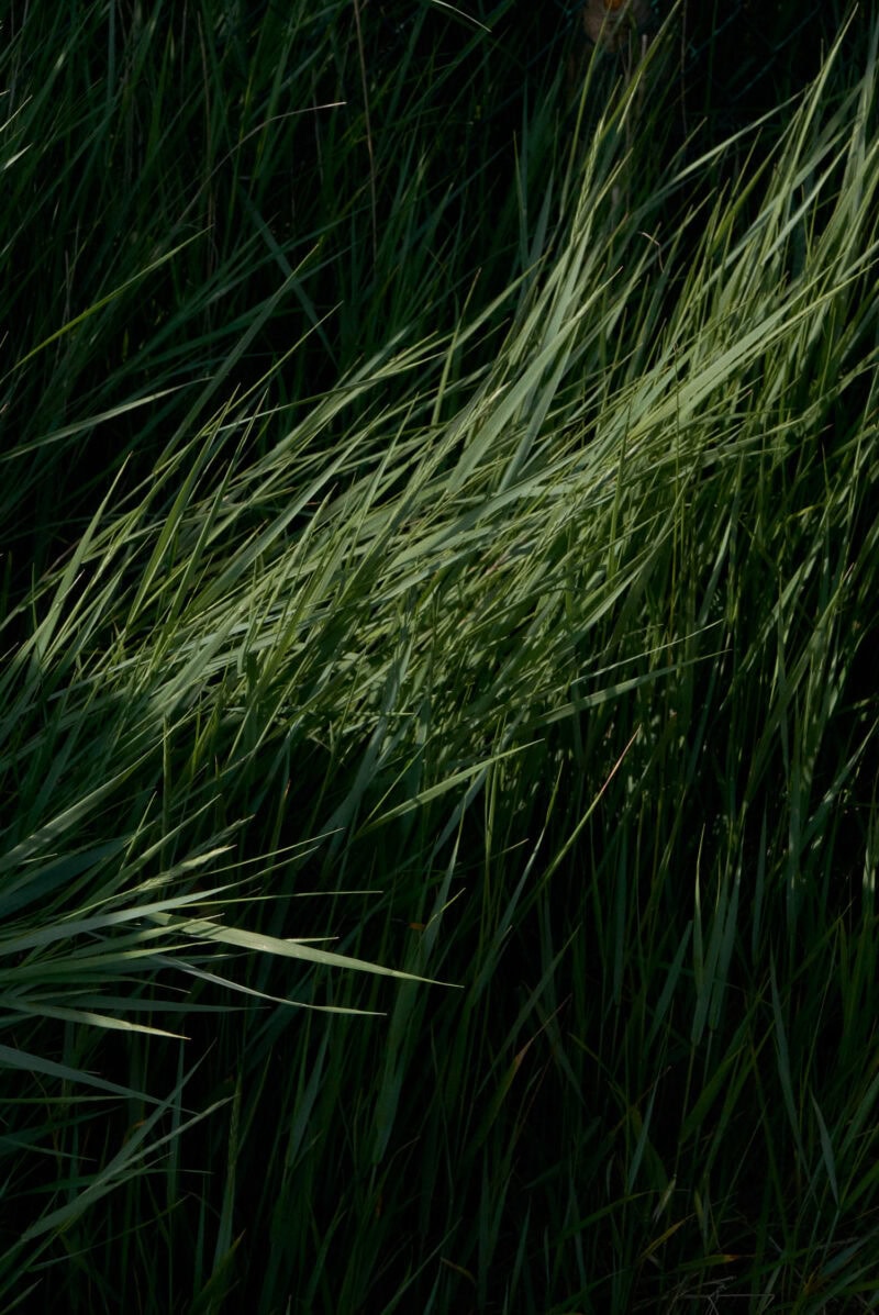 The "Rhizomatic Brain": Italian Pavilion and 2023 Venice Architecture ...